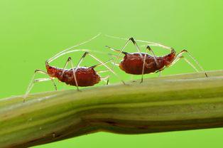 aphids Object Detection Dataset by Pest classifier