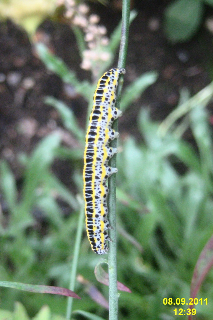 Caterpillar Object Detection Dataset By Pest Classifier