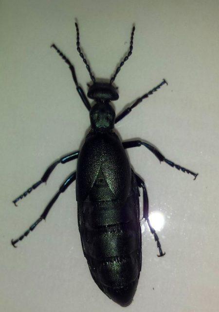 Pest-beetle Object Detection Dataset by Pest classifier Pest-beetle Object Detection Dataset by Pest classifier