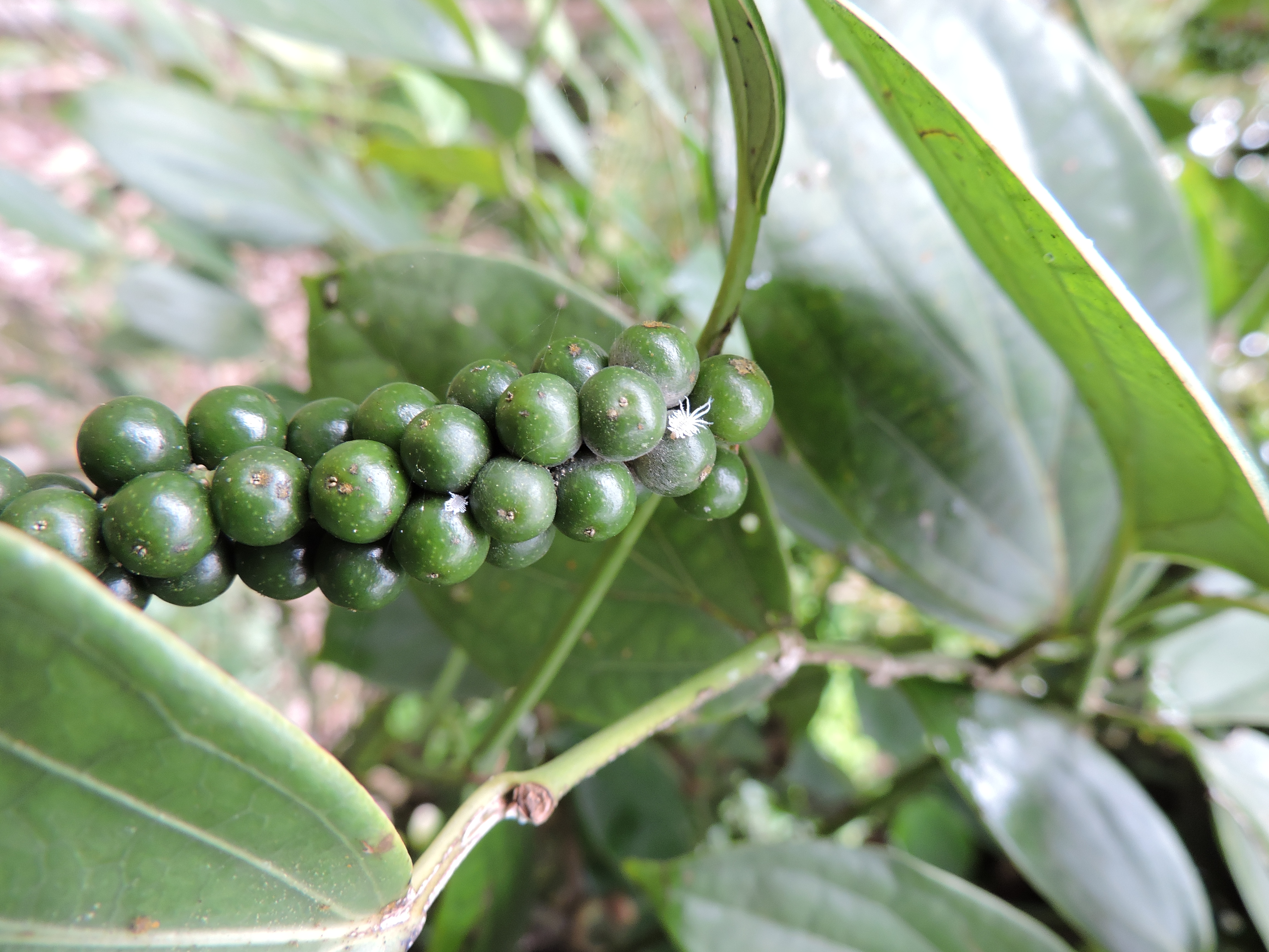 Mealy Bug Object Detection Dataset by Pest classifier