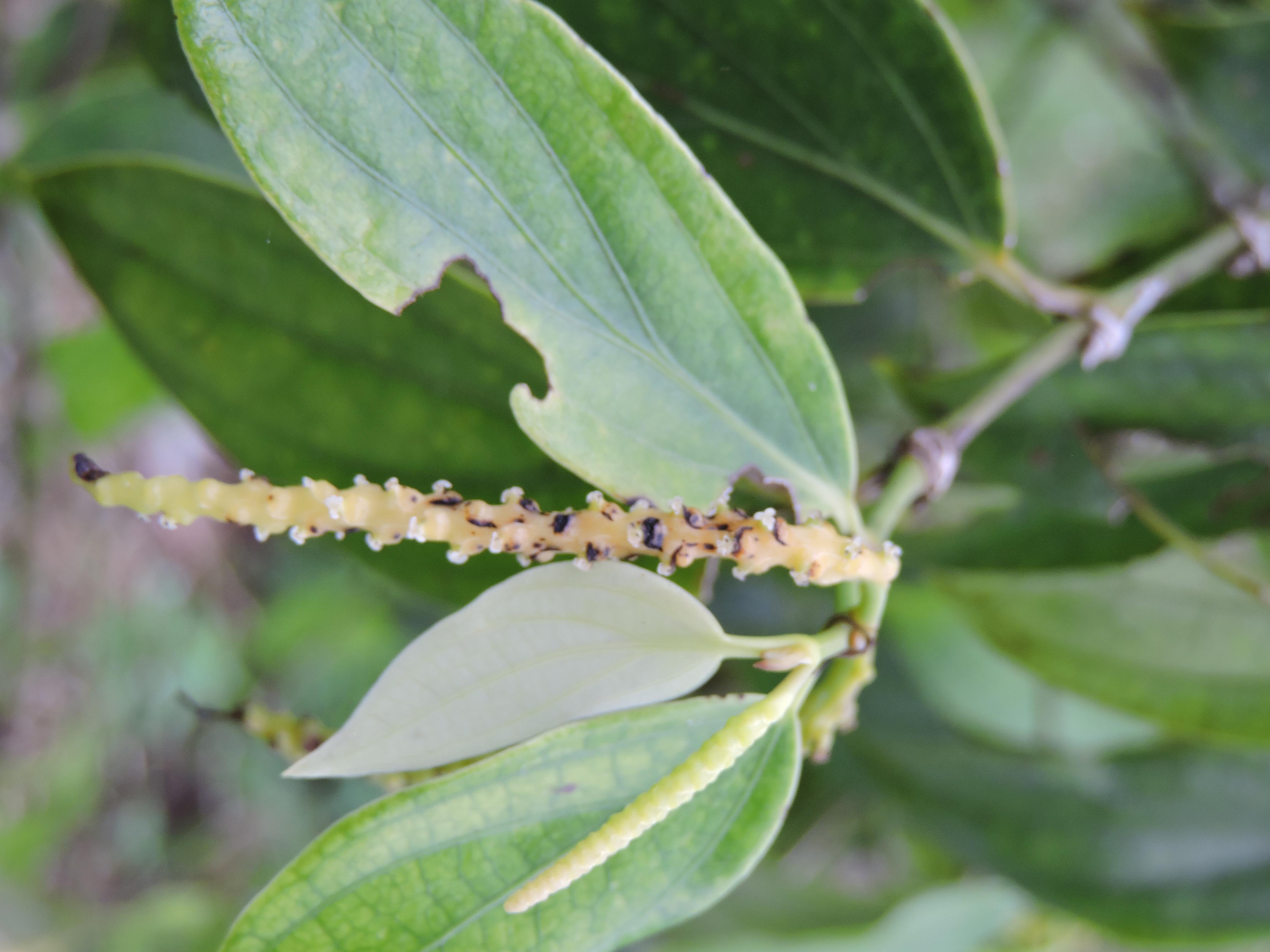 139 Object Detection Dataset by Pest classifier