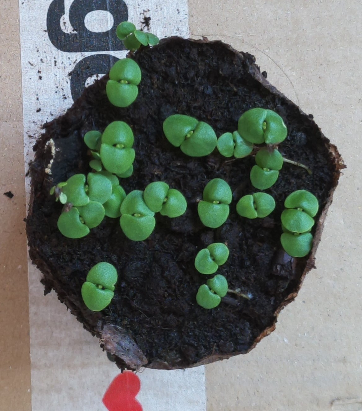 Basil Classification Classification Dataset by aivaraspuskorius56@gmail.com