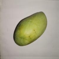 Mango Class - Roboflow Universe