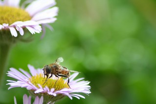 bee_wasp Object Detection Model by DesignProject