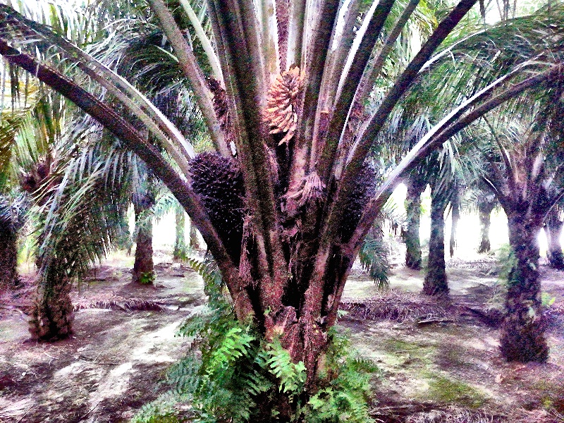 Tbs Ripeness Detection Object Detection Dataset By Palm Oil Dataset