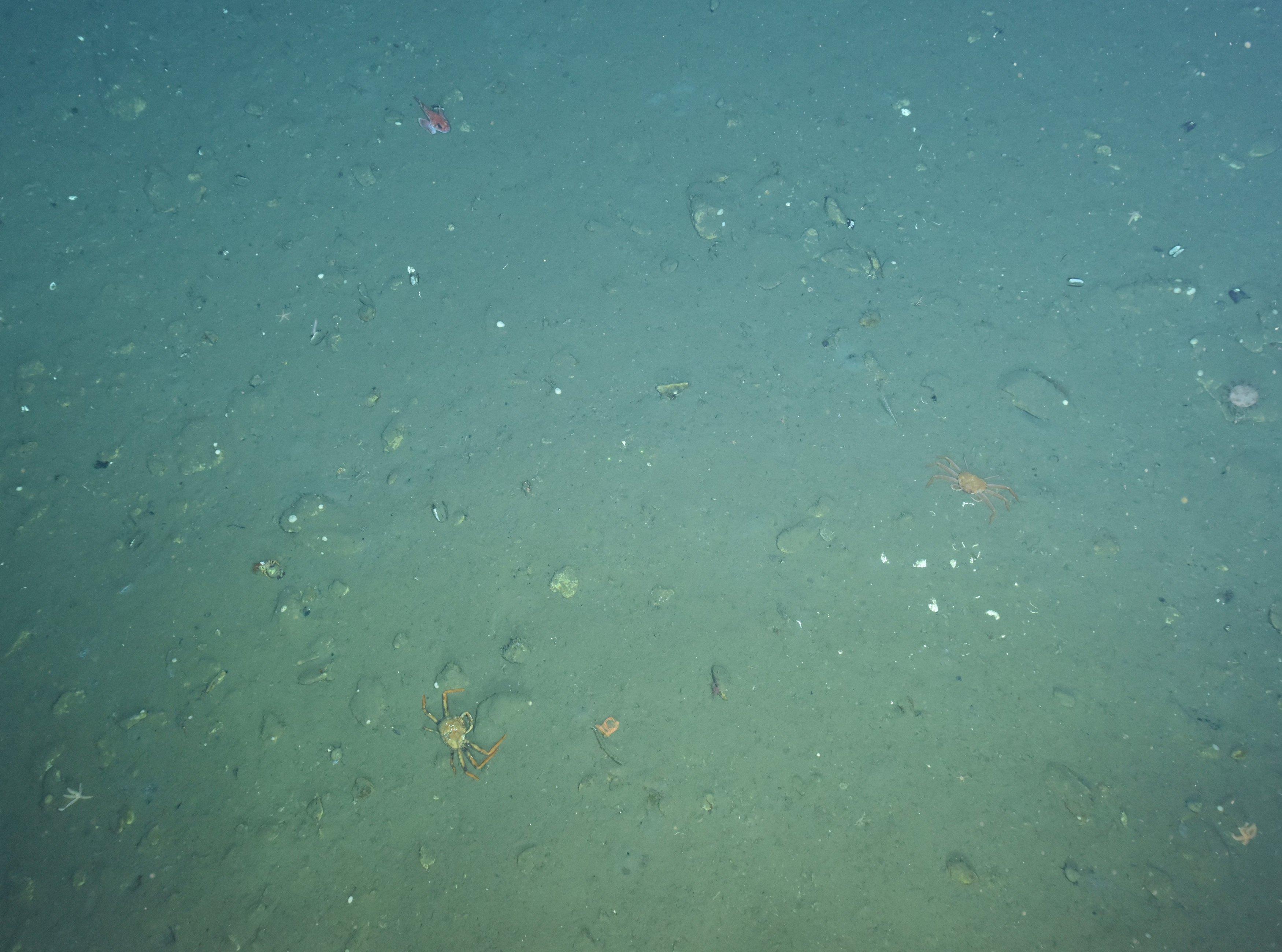 Nep Rca Object Detection Dataset By Morpho Model