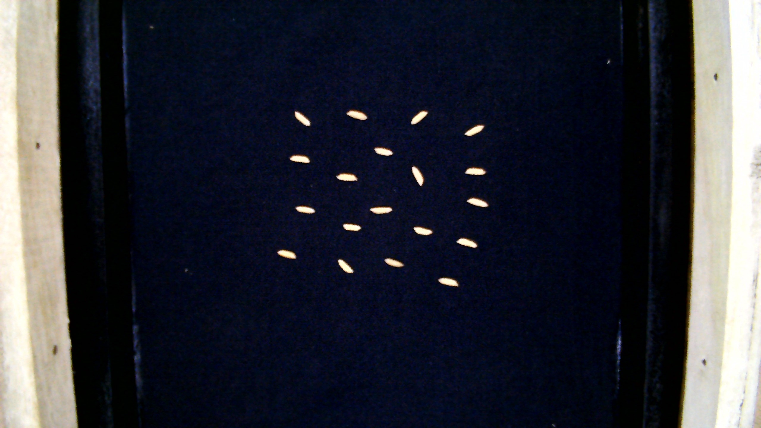 Rice Grains Object Detection Dataset And Pre Trained Model By Ezekiel