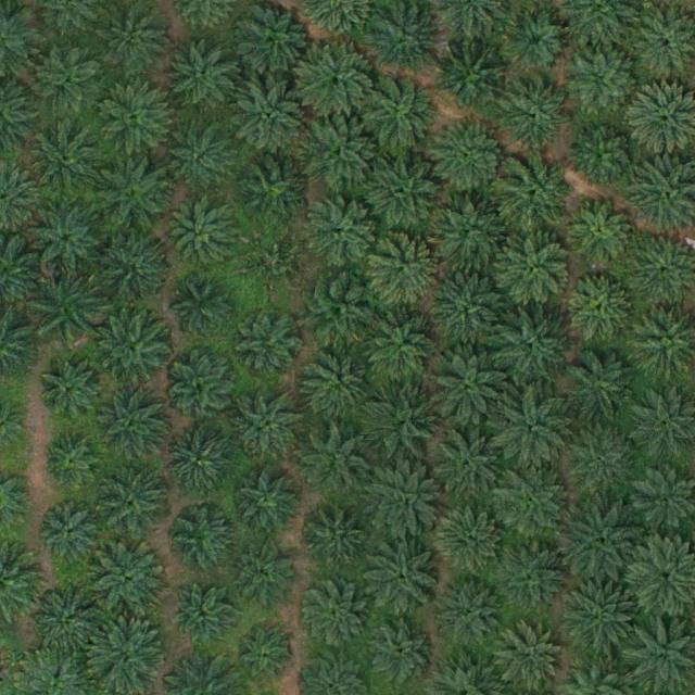 Tree Object Detection Dataset By Corn Multispectral