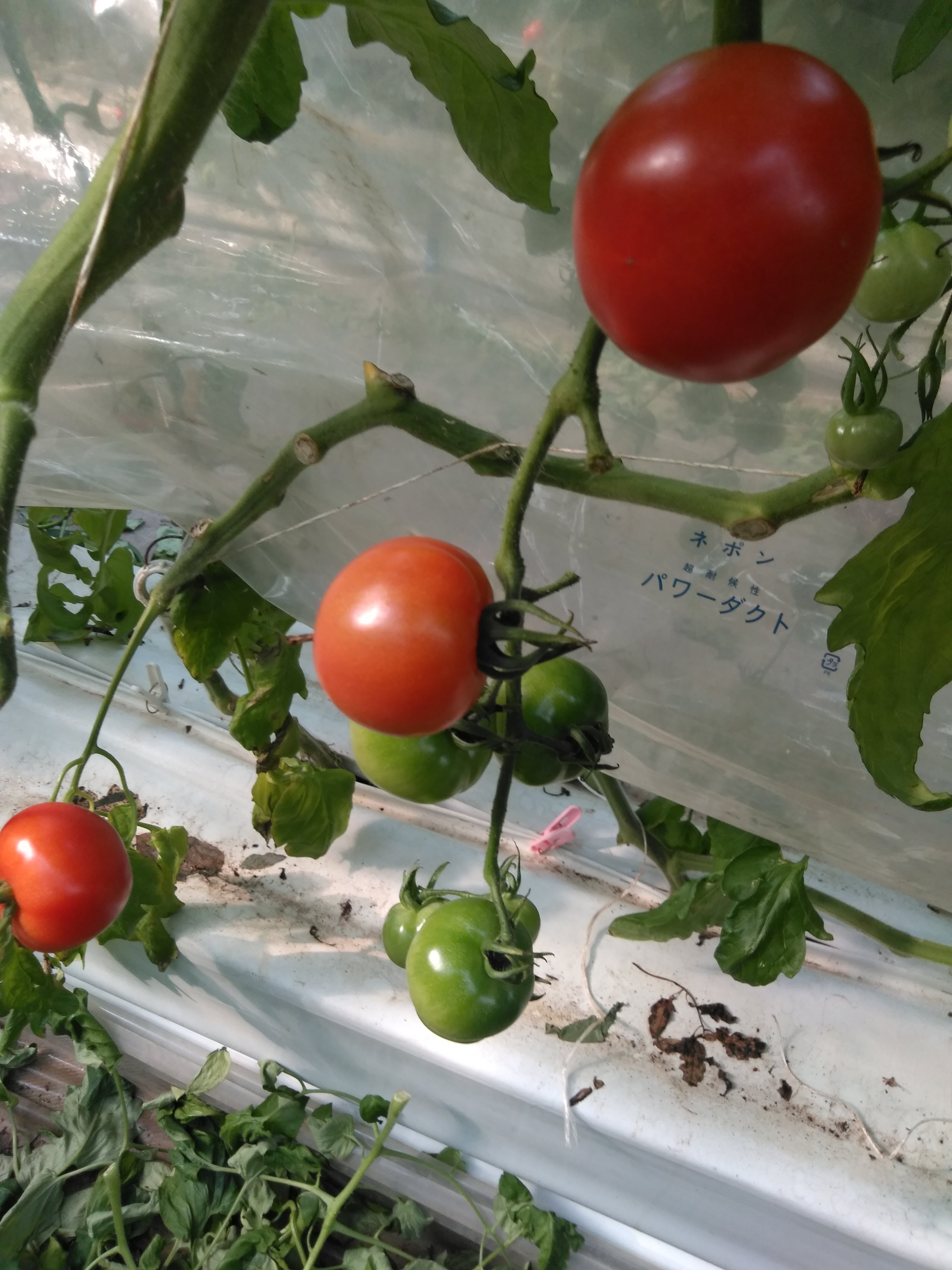 segment tomatoes Instance Segmentation Dataset by package