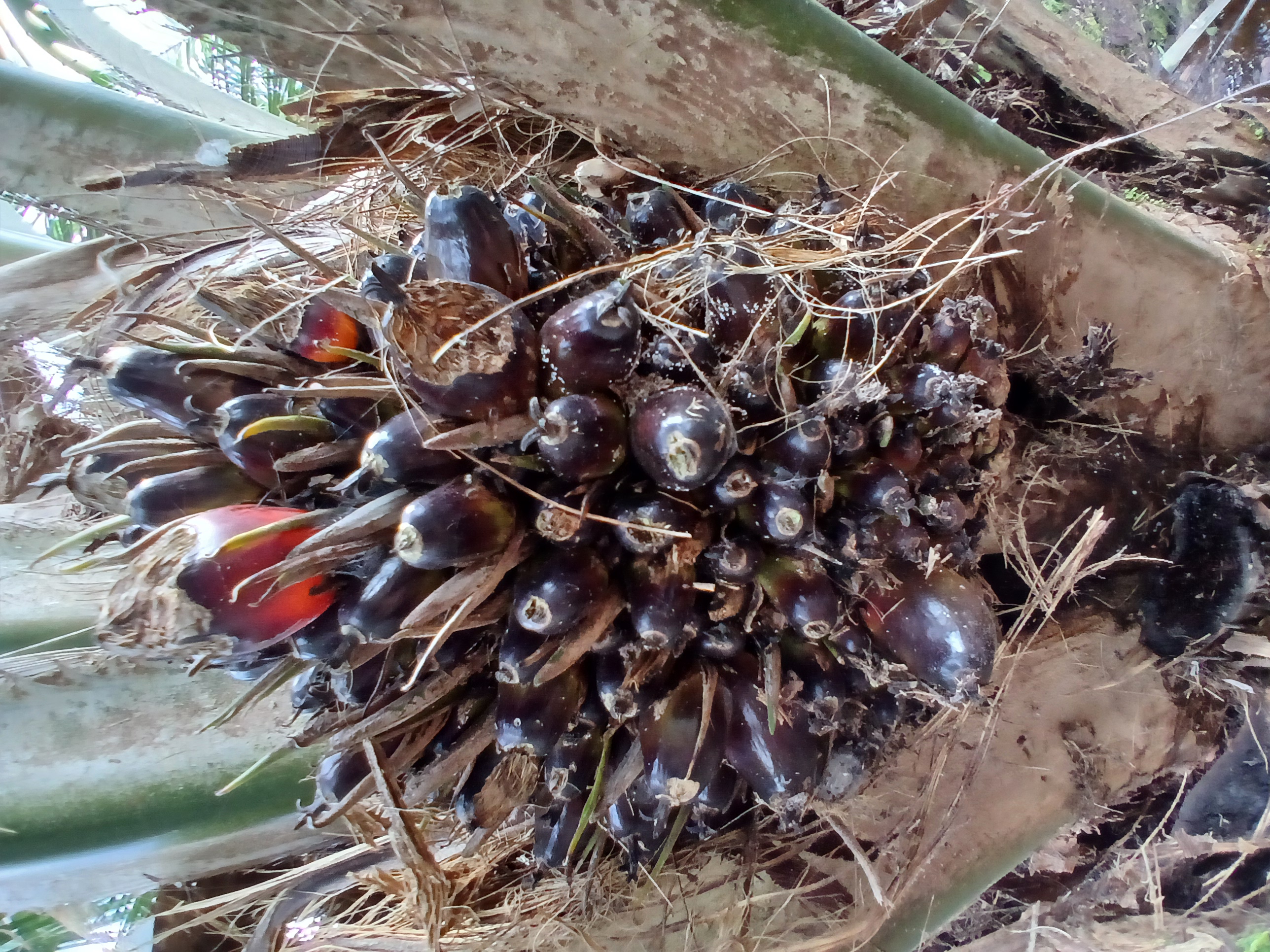 Palm Object Detection Dataset by Palm