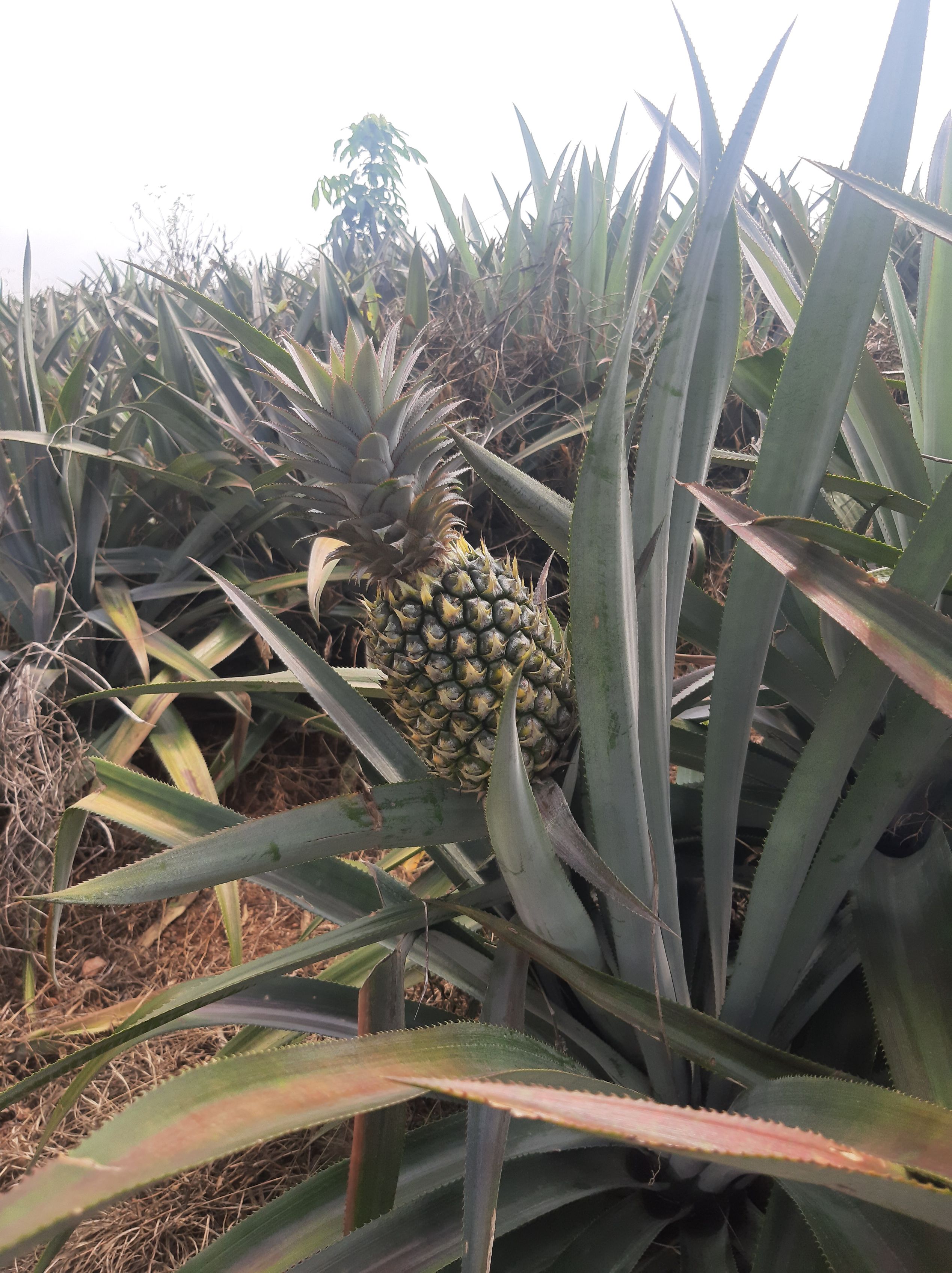 Pineapple Object Detection Dataset by kai