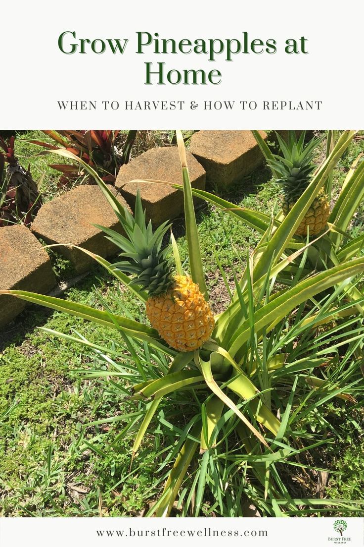 Ripeness Detection Pineapple Object Detection Model By Kai