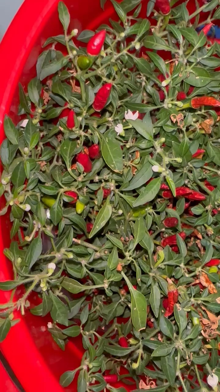 chilli type Object Detection Dataset by identify rice type