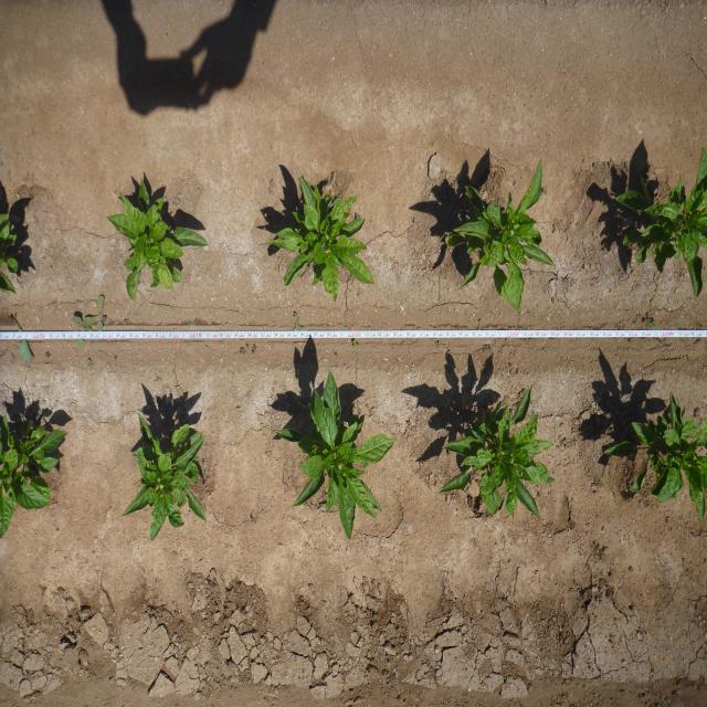 Weed Detection Object Detection Dataset And Pre Trained Model By Abhijeet