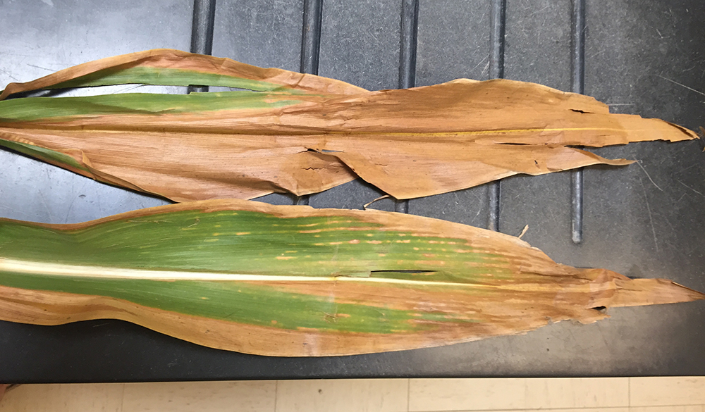 corn leaf blight detection final Object Detection Dataset and Pre ...