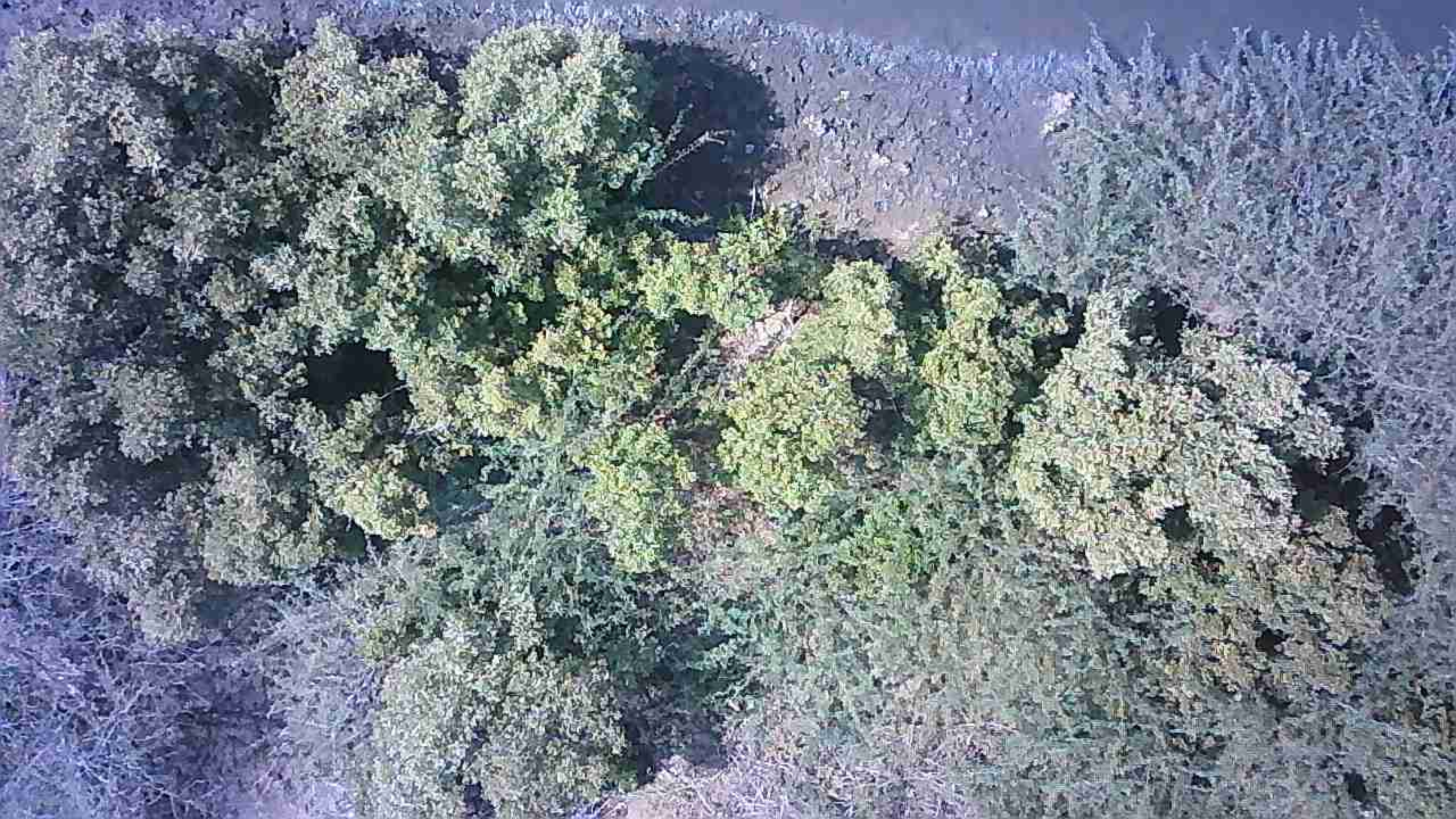 Bakawan Patrol v.4 Semantic Segmentation Dataset by Mangroves Detection