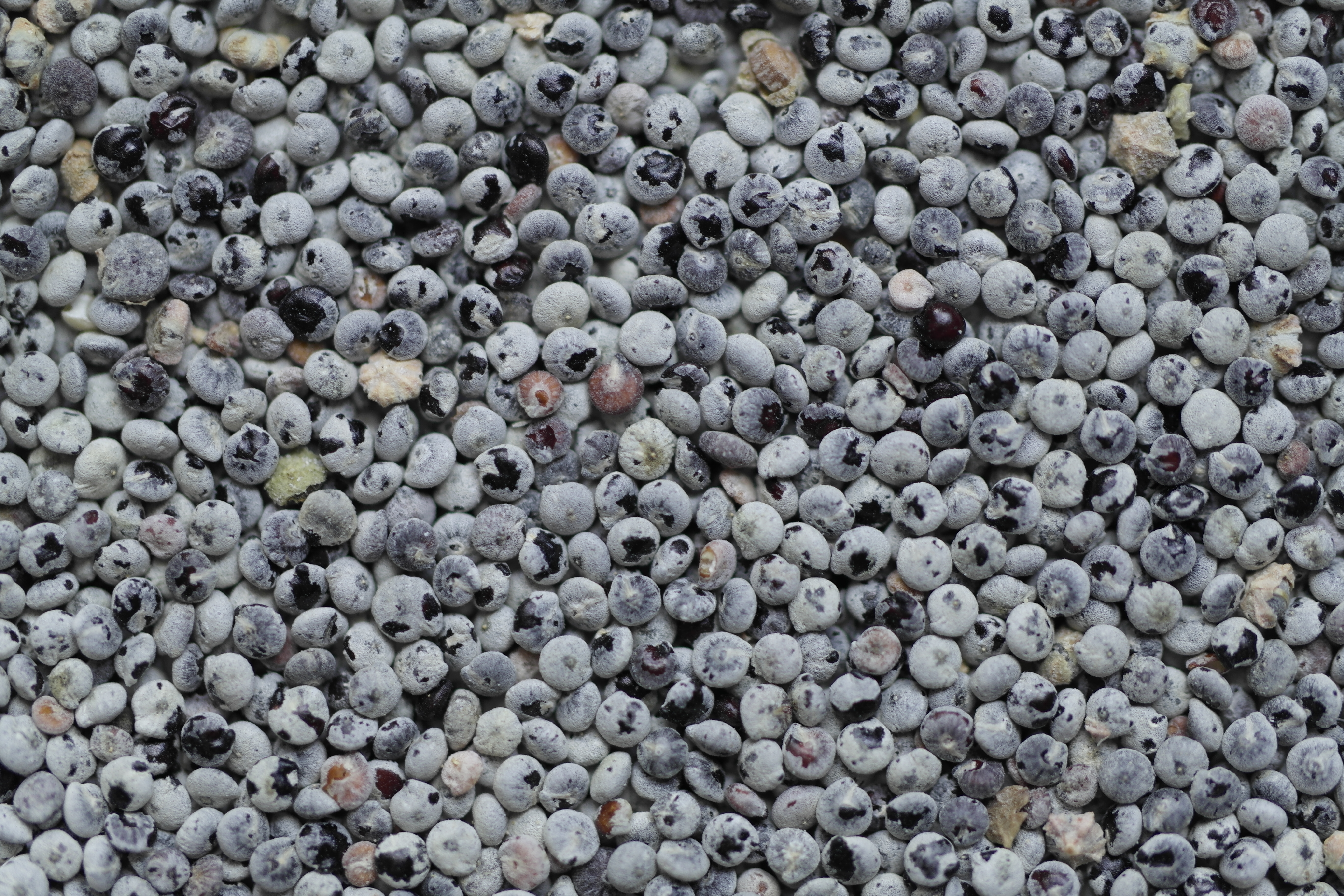 Kinoa Classification Model by Hasar tespiti