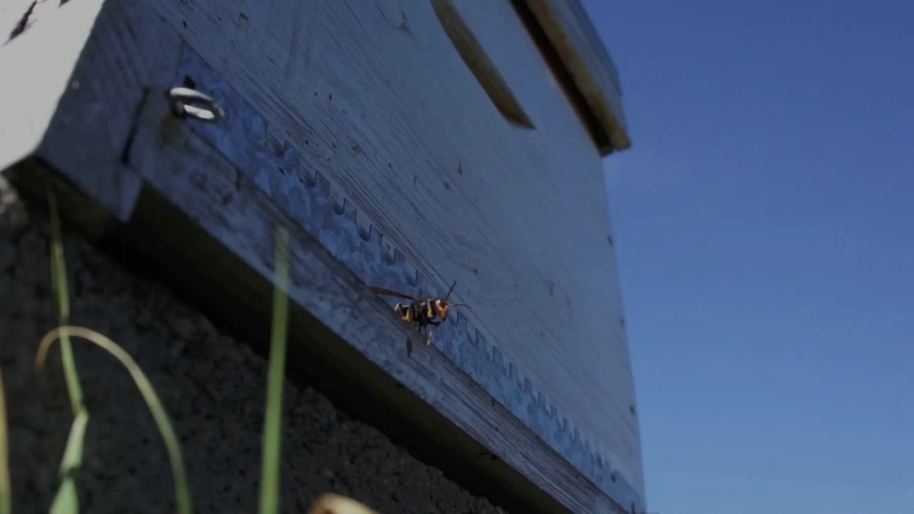 Asian Hornet Video Detection Object Detection Dataset by Hornet ...