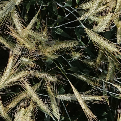 wheat Object Detection Dataset by AgriGIS