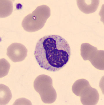 cell Instance Segmentation Model by fyp