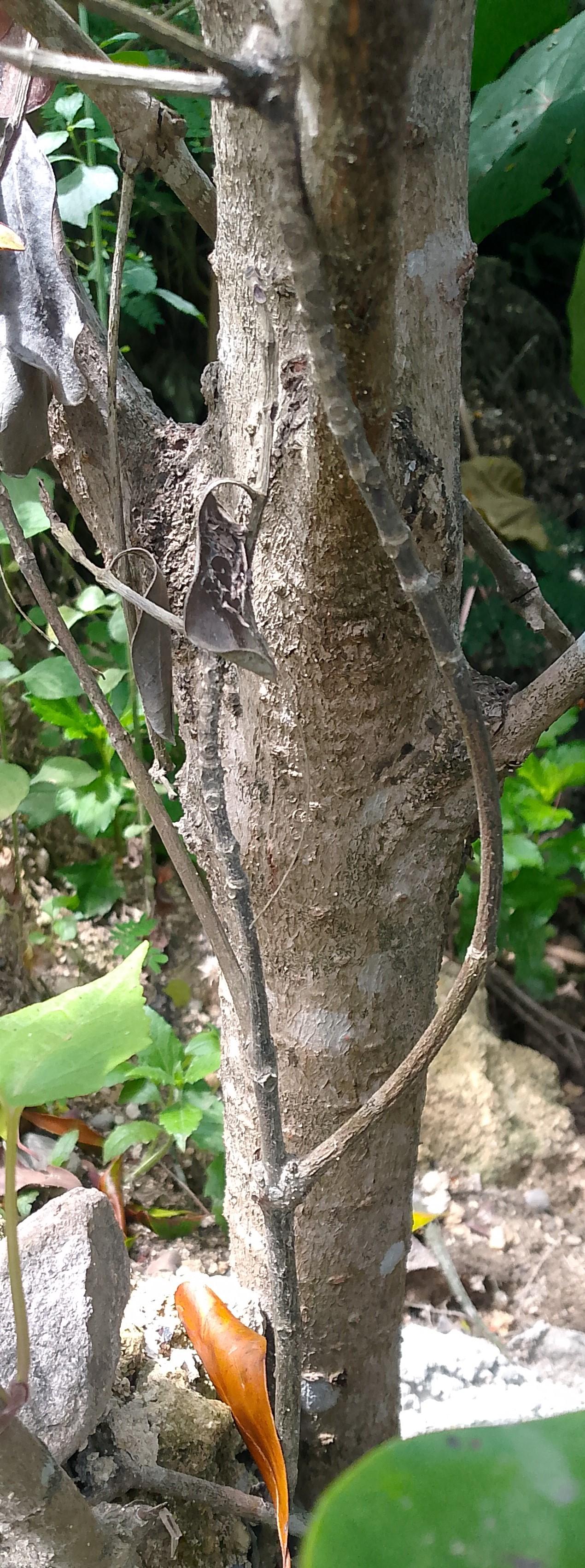 Mangrove Trunks Classification Dataset And Pre Trained Model By Practice