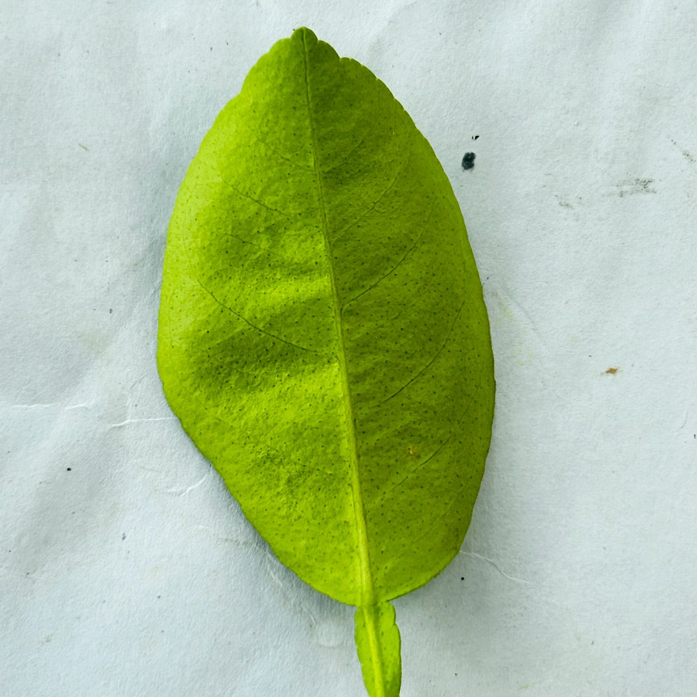 Lemon Object Detection Dataset and Pre-Trained Model by tonnamkmitl