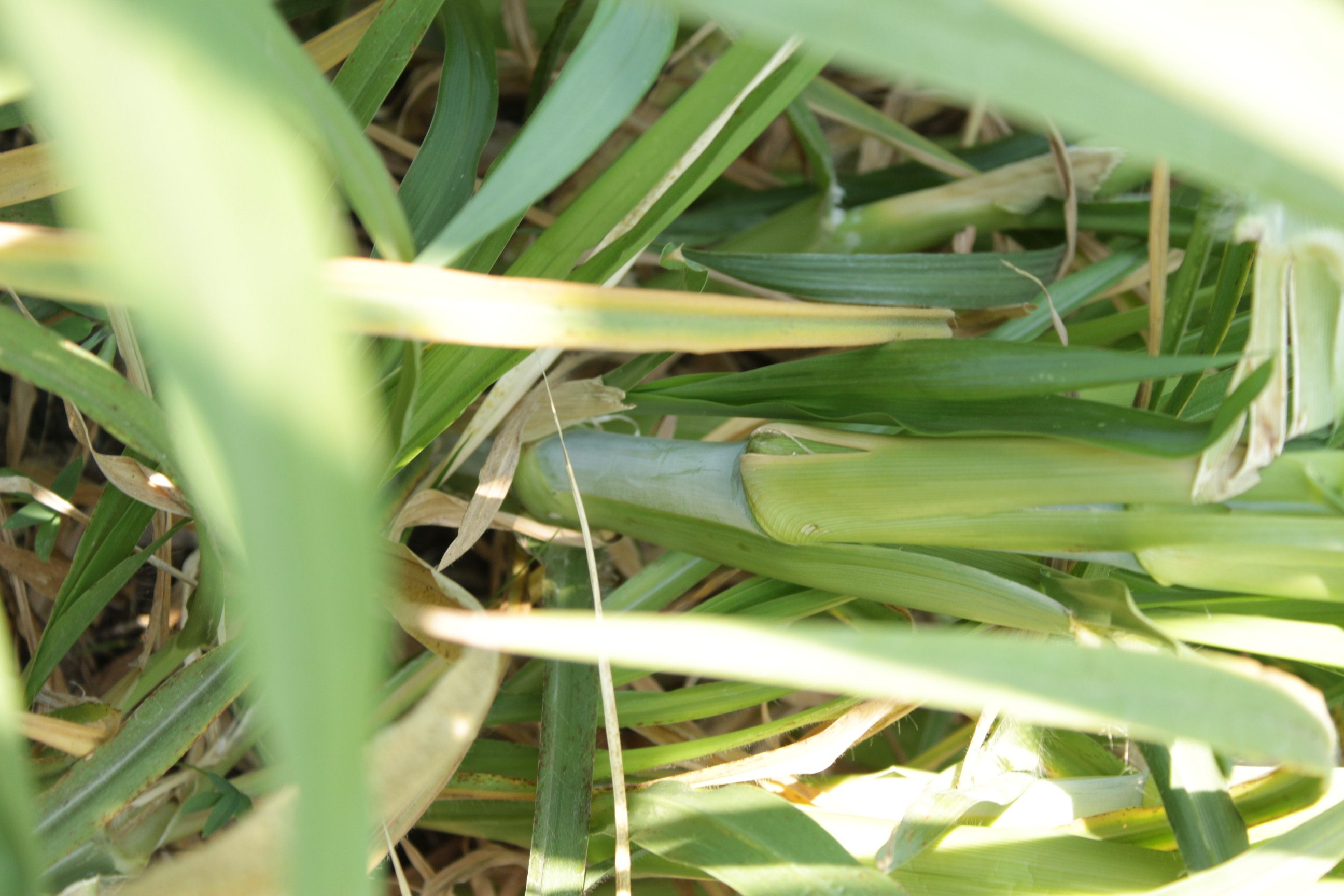 animal feed Object Detection Dataset and Pre-Trained Model by tonnamkmitl