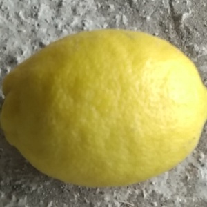 LEMON QUALITY Object Detection Dataset and Pre-Trained Model by tonnamkmitl