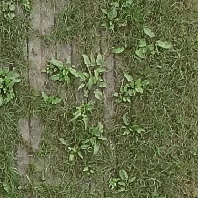 Weed Detection Object Detection Dataset And Pre Trained Model By
