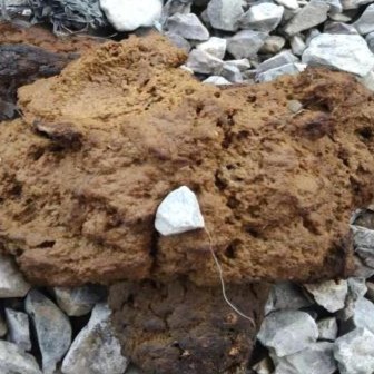 poo classifier Classification Model by Poo detection