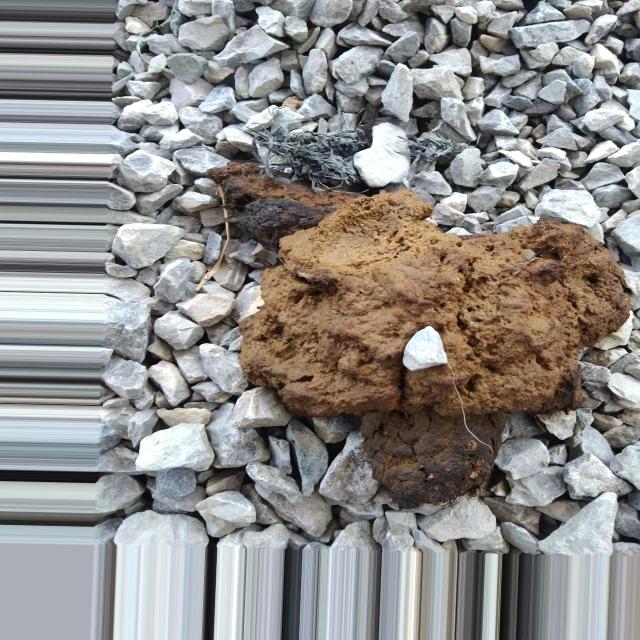 Pet Poop Classifier Classification Dataset and Pre-Trained Model by Poo ...