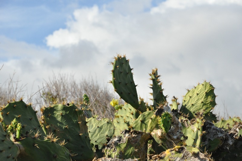 asdsd Classification Dataset by asdasd