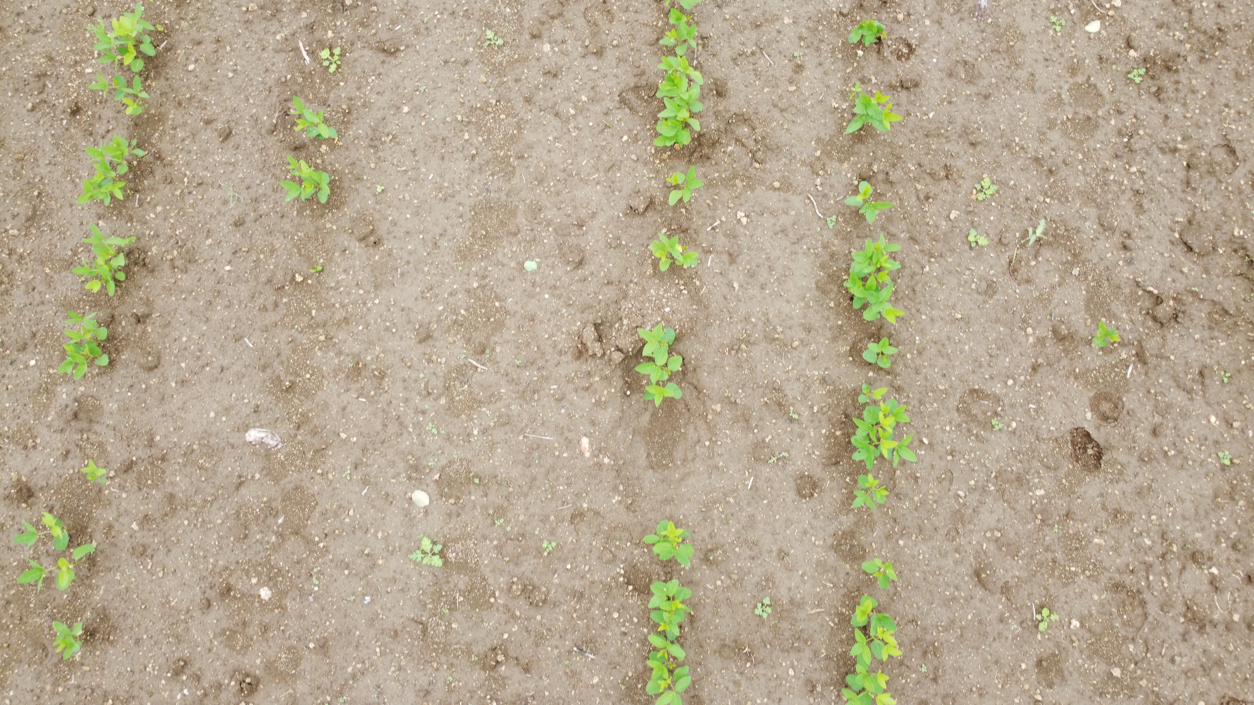 Seedling Object Detection Dataset by Pooja ingle