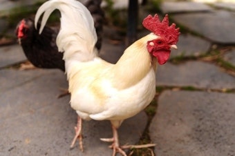 Chicken and Duck Object Detection Dataset by objectdectectionstudy