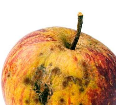 Detector de mal estado Instance Segmentation Dataset and Pre-Trained Model by Automatizacin Proyecto