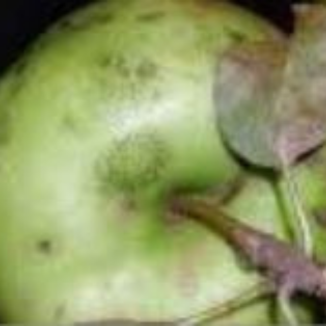 Blotch Instance Segmentation Dataset by Ahmad WorkSpace