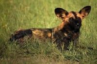 Dog (dog-0zcqj) - Roboflow Universe