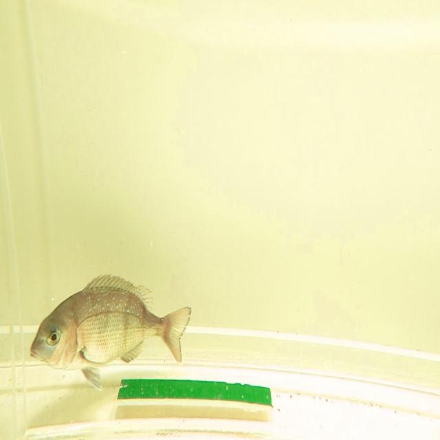 ㅁㅁㅁㅁ Object Detection Dataset and Pre-Trained Model by fish