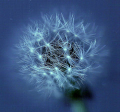 Flower Identification Object Detection Dataset and Pre-Trained Model by place