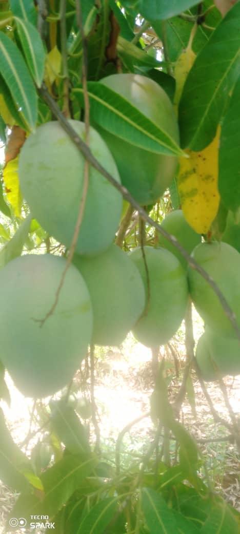 Mongo Object Detection Dataset by whyzzka