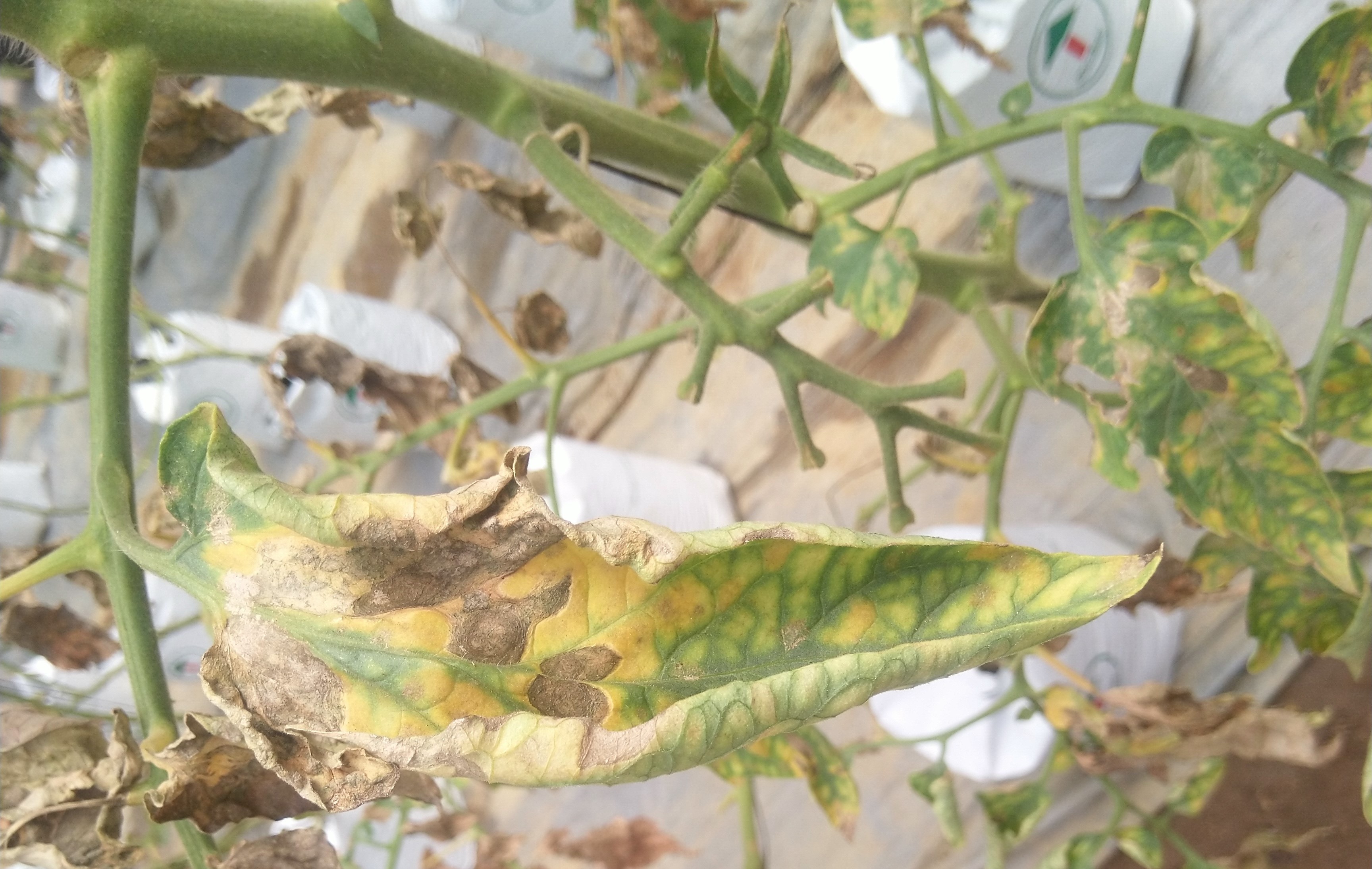 Disease-identification Object Detection Dataset by Jaym