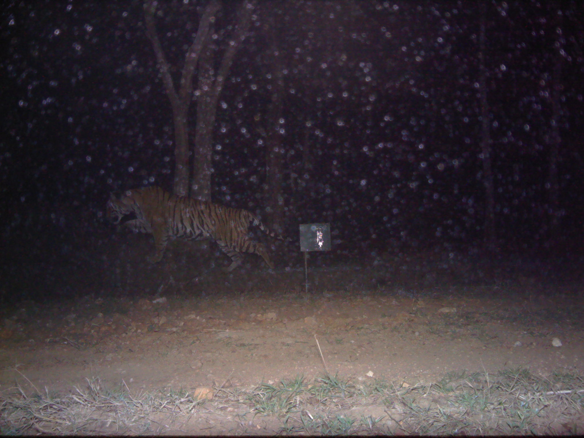 el yolo Object Detection Model by animal