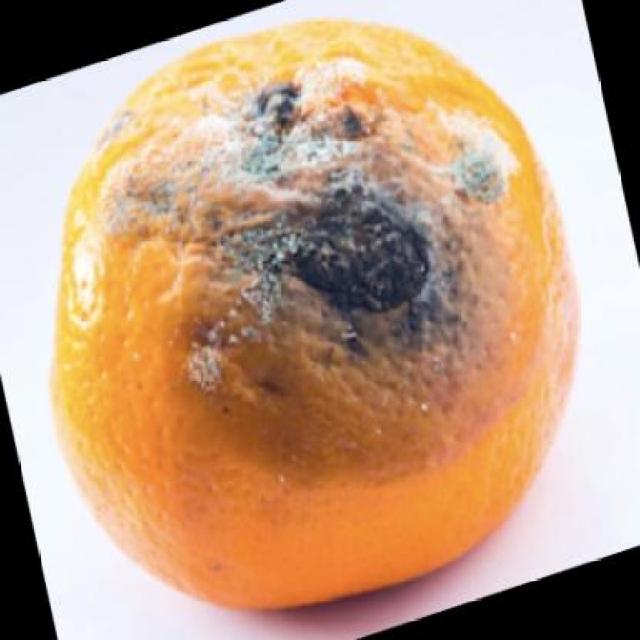 Orange quality Object Detection Model by hazem