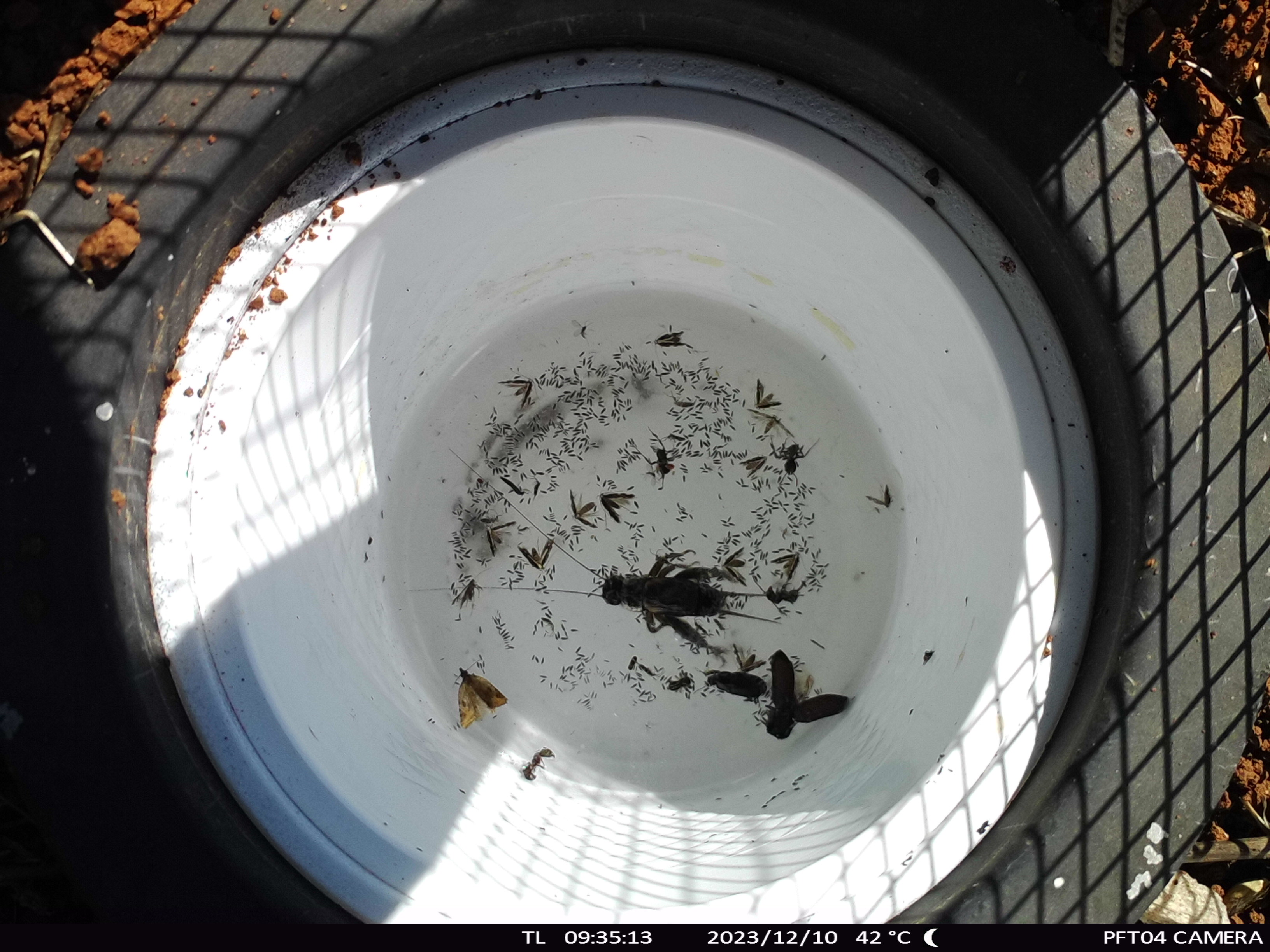 insects Object Detection Dataset by RGB