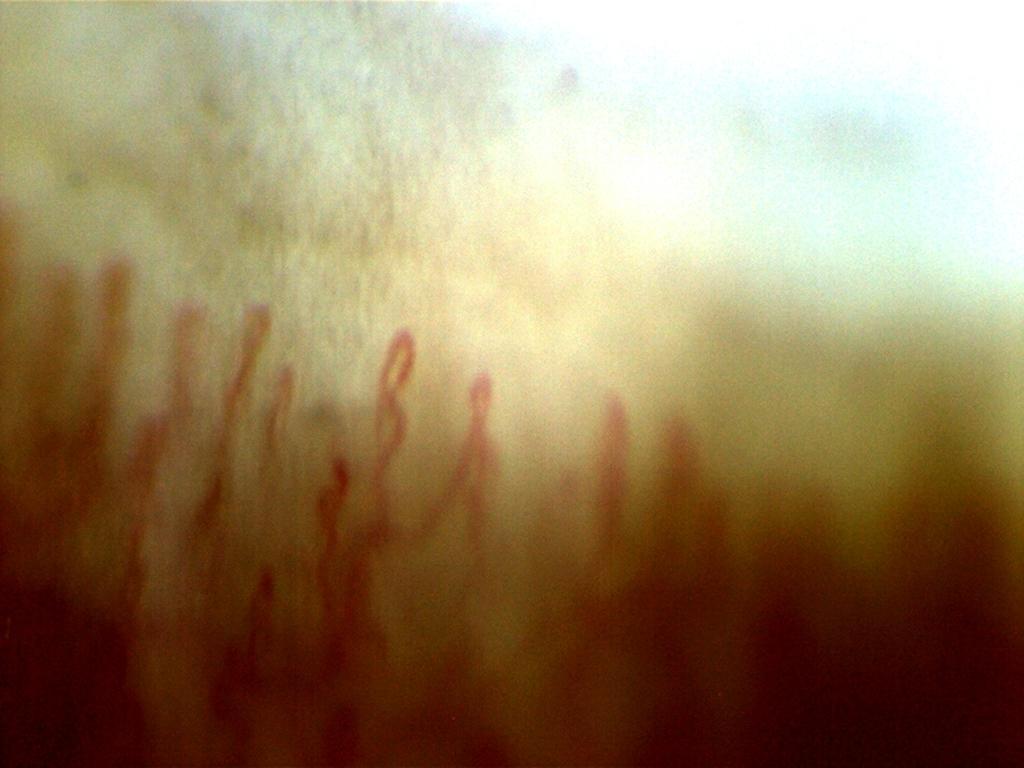 NFCT Object Detection Model by NFCT