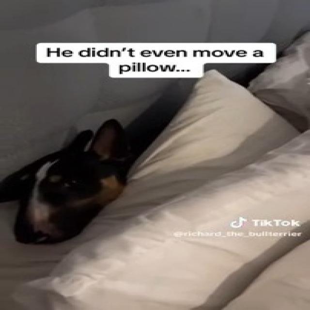 DOG Object Detection Model by Suriya