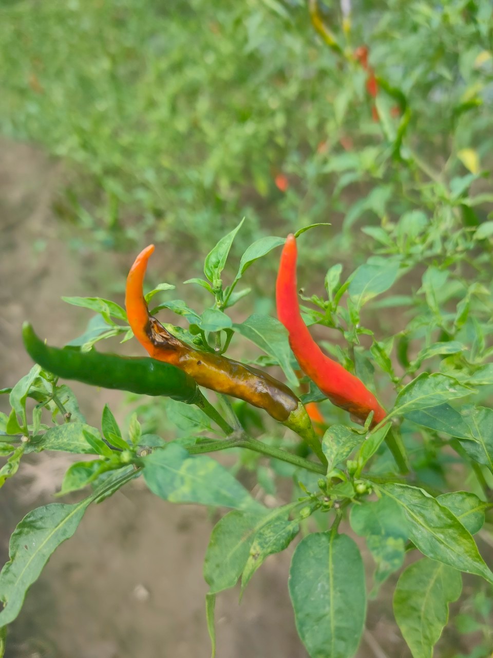 mongkol4 Object Detection Dataset and Pre-Trained Model by mongkol