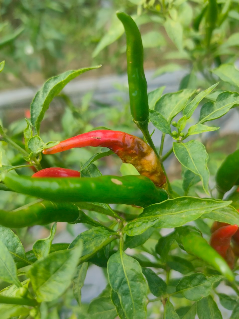 mongkol2 Object Detection Dataset and Pre-Trained Model by mongkol