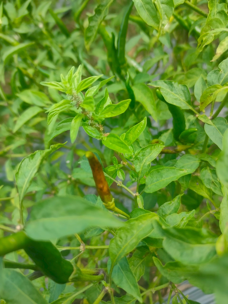 mongkol5 Object Detection Dataset by mongkol