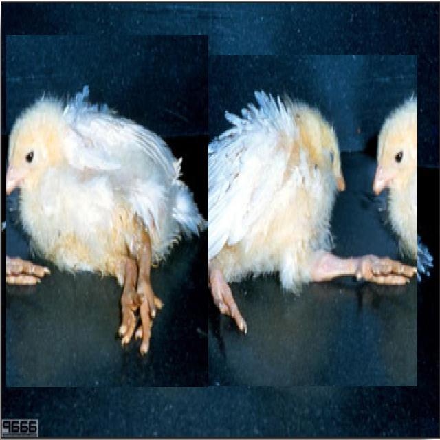 How to Use the LAMENESS IN BROILER CHICKENS Object Detection API